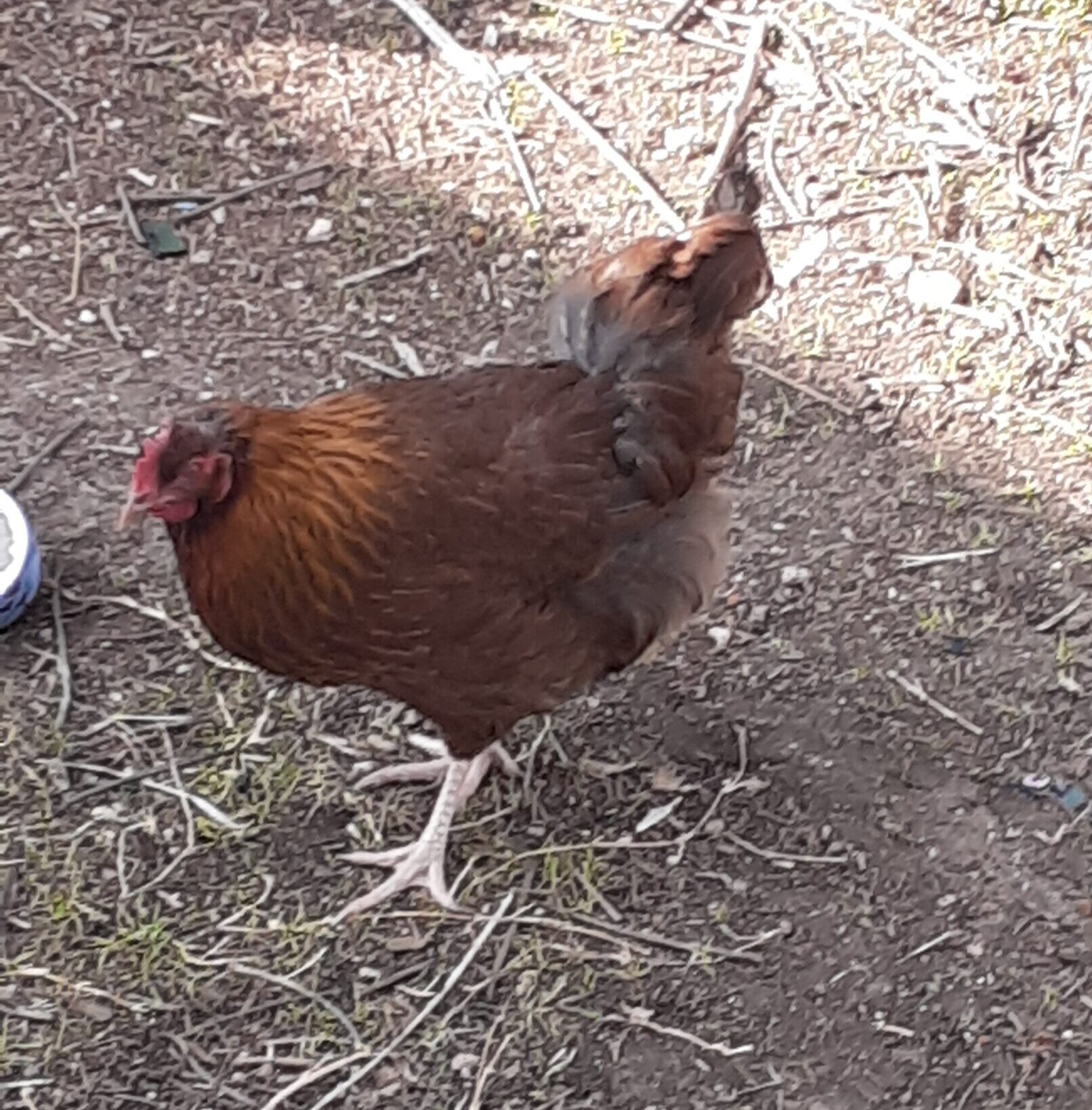Welsummer Chickens – Odin's Pride Poultry